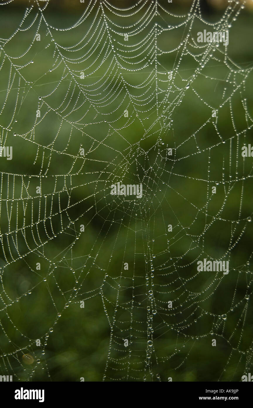 Spider web with droplets Stock Photo - Alamy