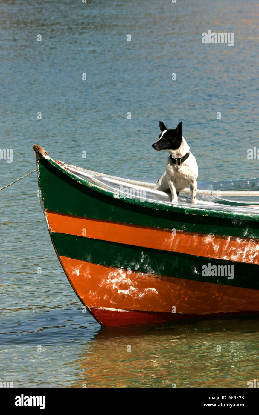 Dog stands hi-res stock photography and images - Alamy