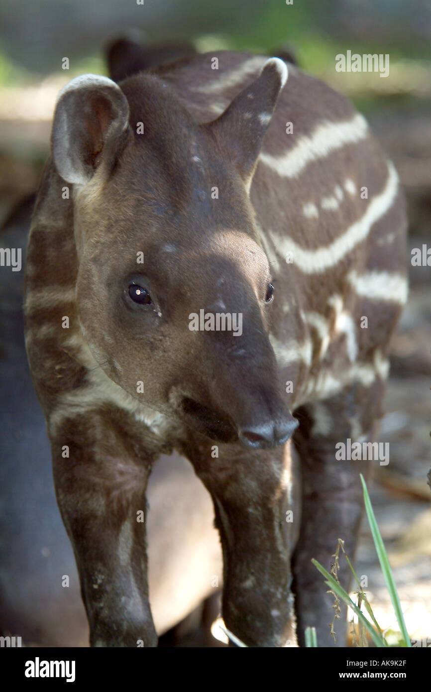 BRAZILIAN TAPIR young Tapirus terrestris Colombia Stock Photo - Alamy