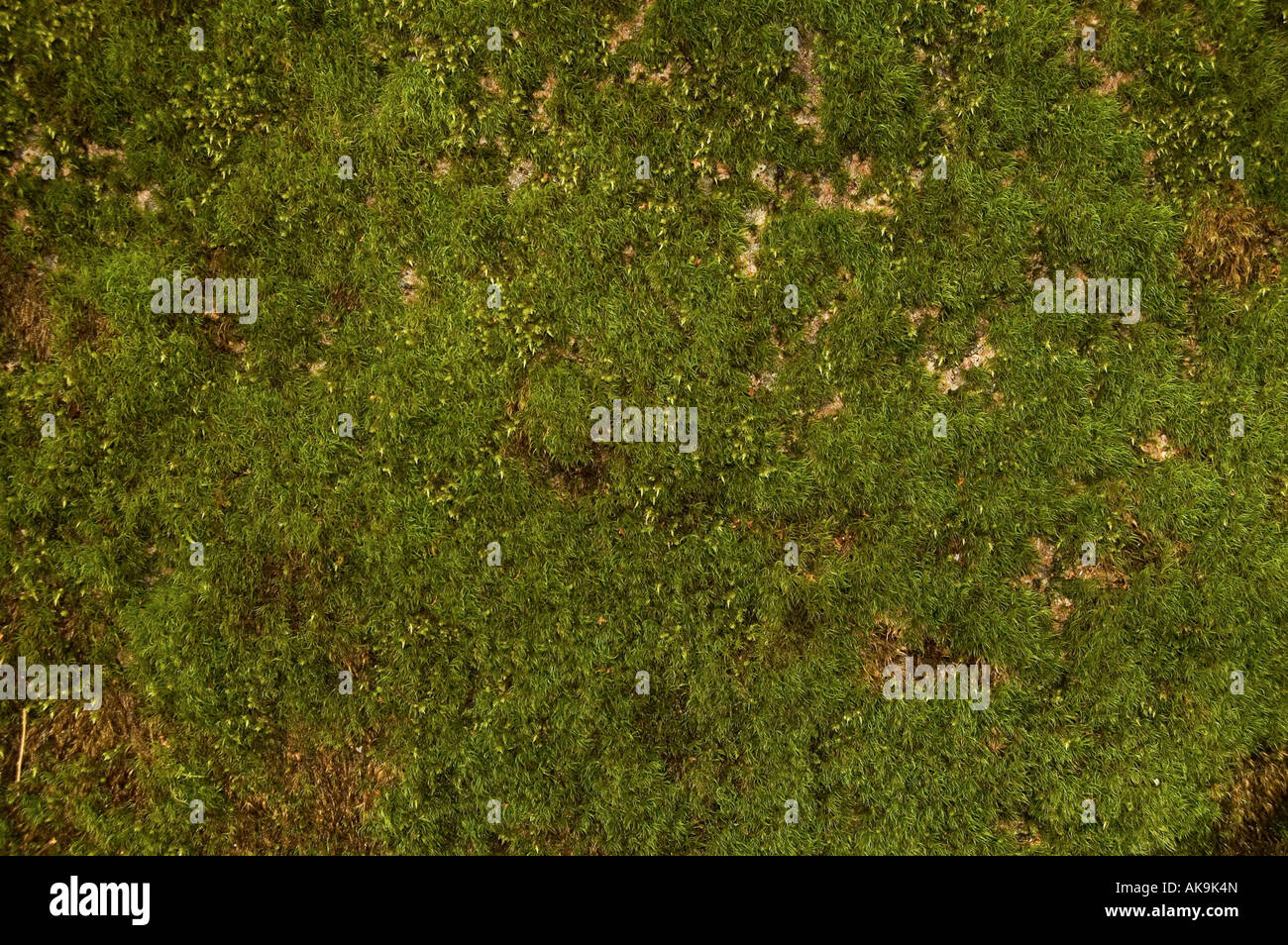 Background of moss Stock Photo - Alamy