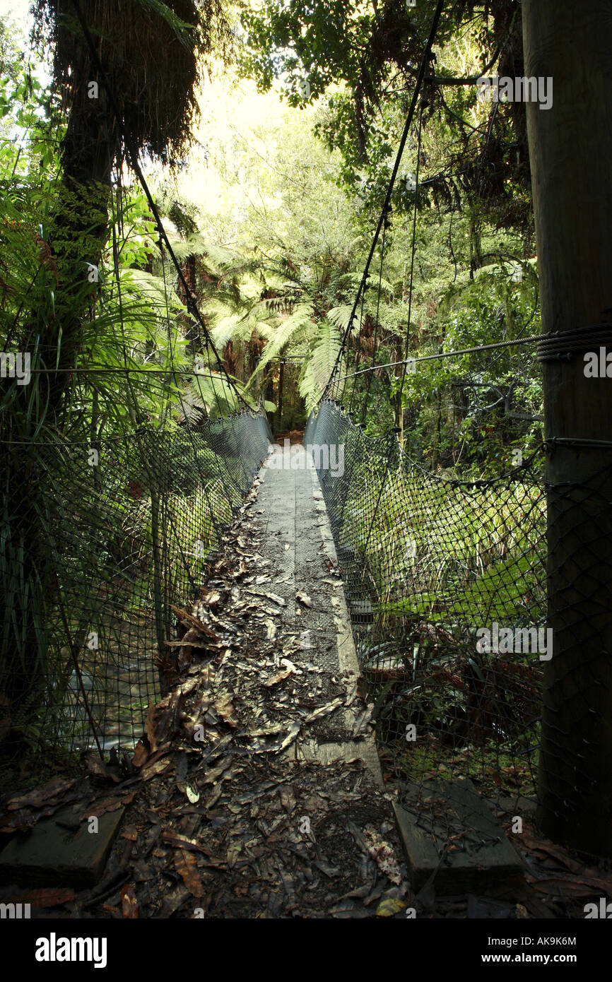 Swingbridge inside tropical forest Stock Photo - Alamy