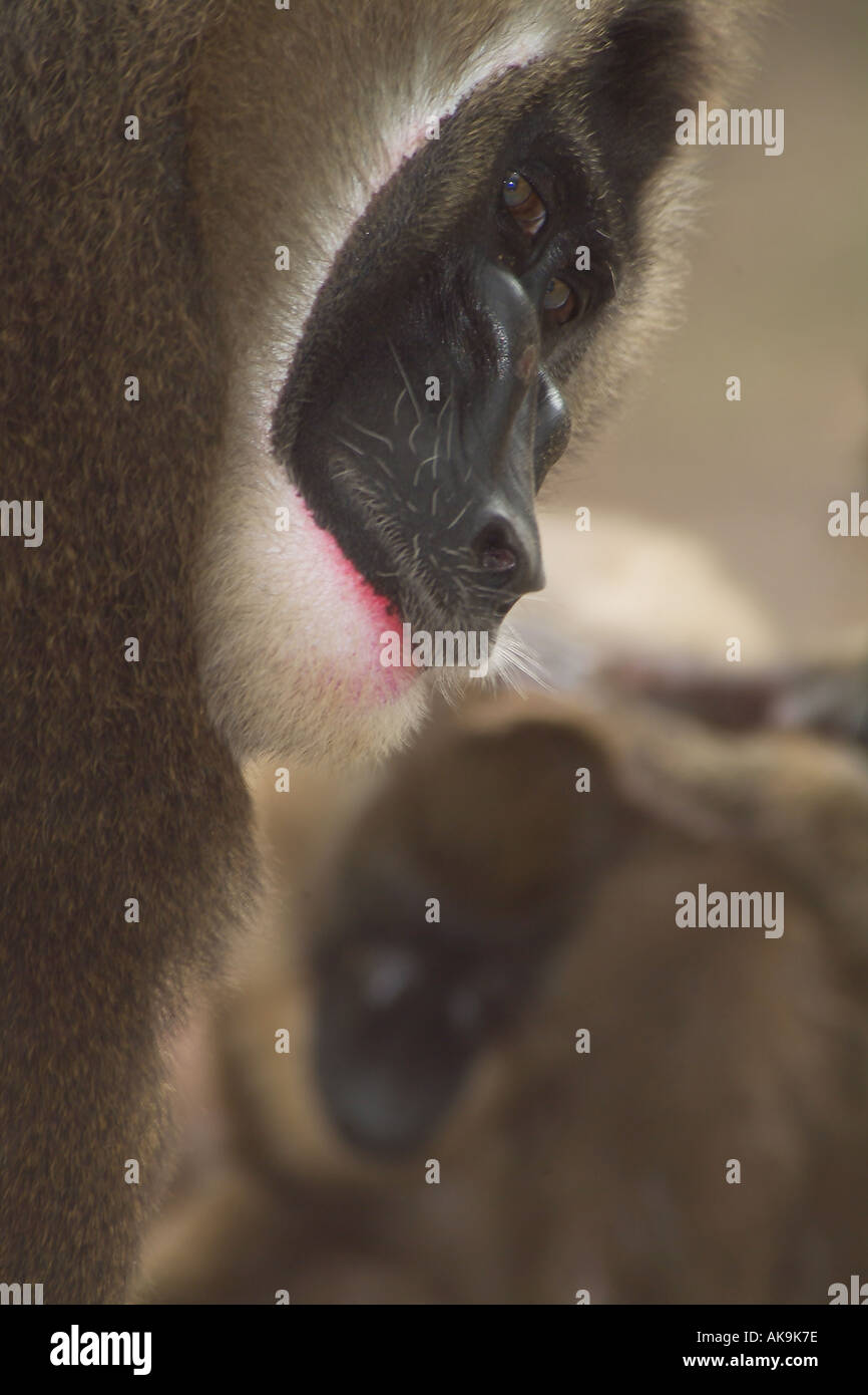 Drill monkey hi-res stock photography and images - Alamy