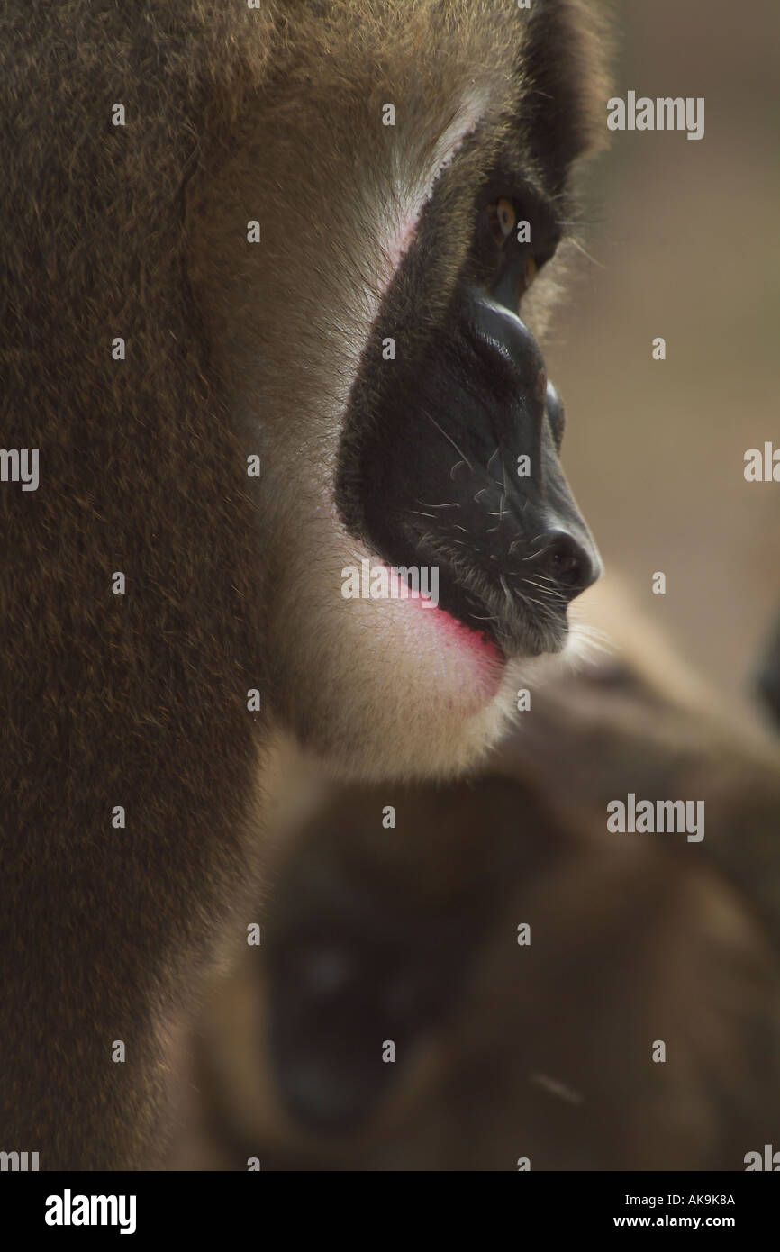 DRILL MONKEY adult male Mandrillus leucophaeus Stock Photo - Alamy