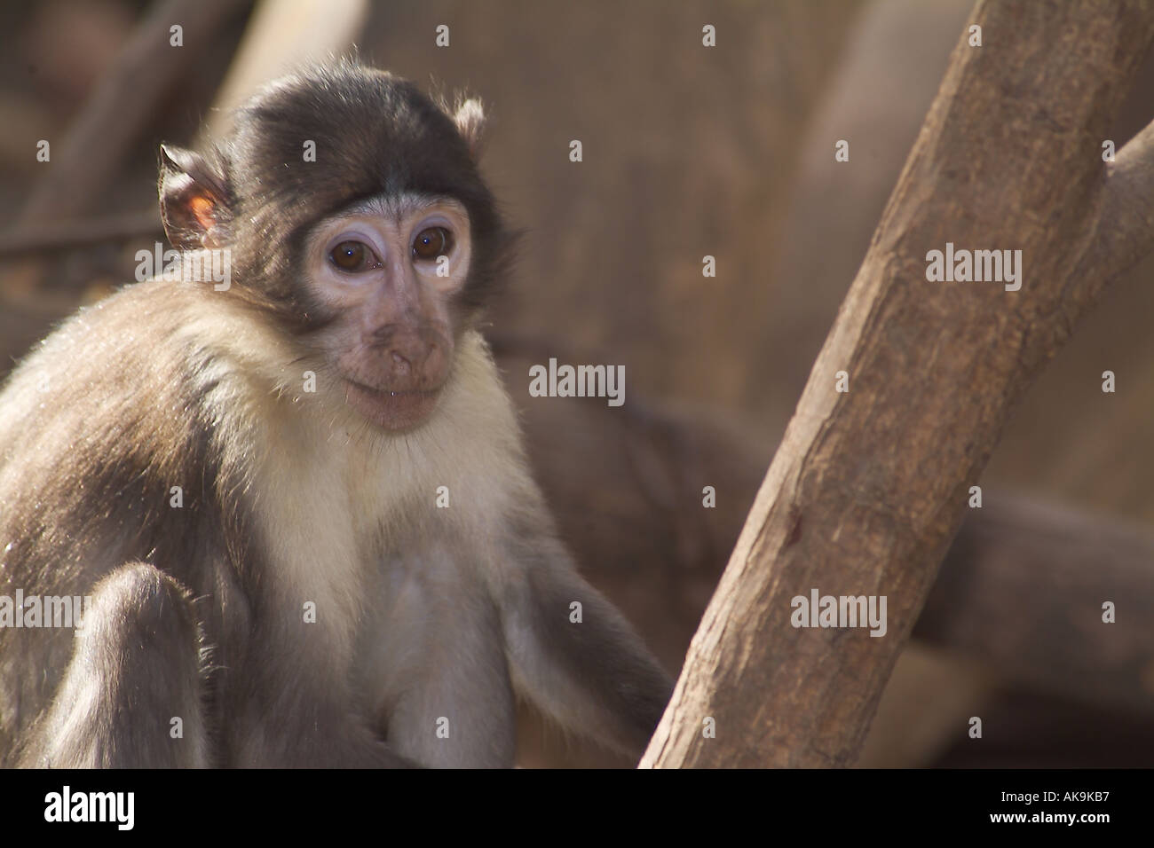 Cercocebus lunulatus hi-res stock photography and images - Alamy