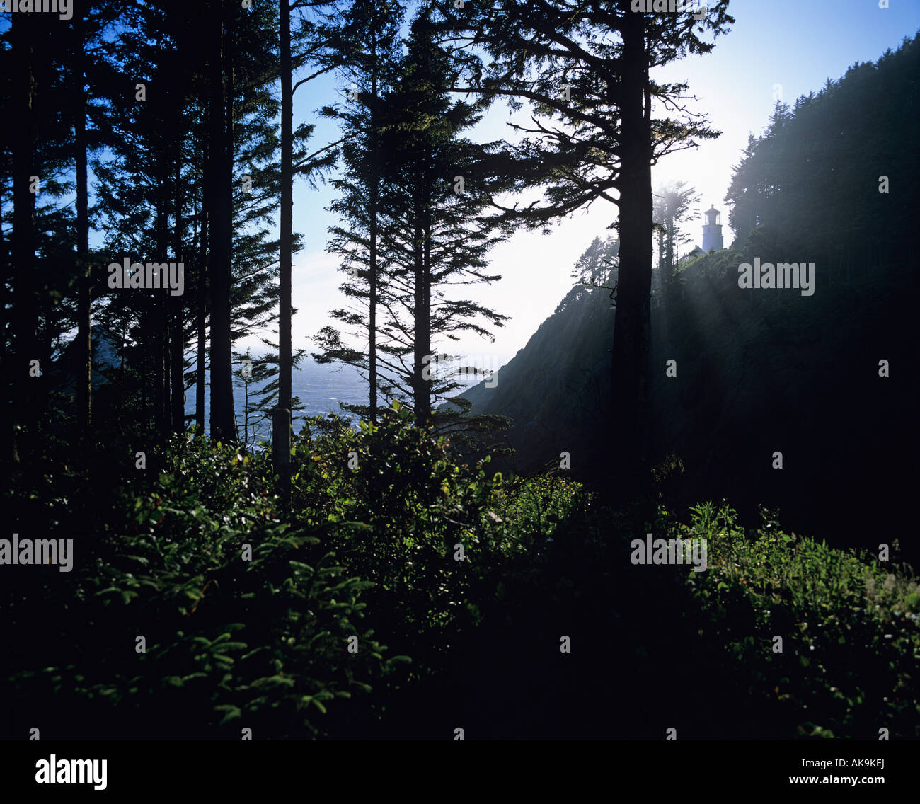 Heceta Head lighthouse at Devils Elbow State Park sunlight through ...