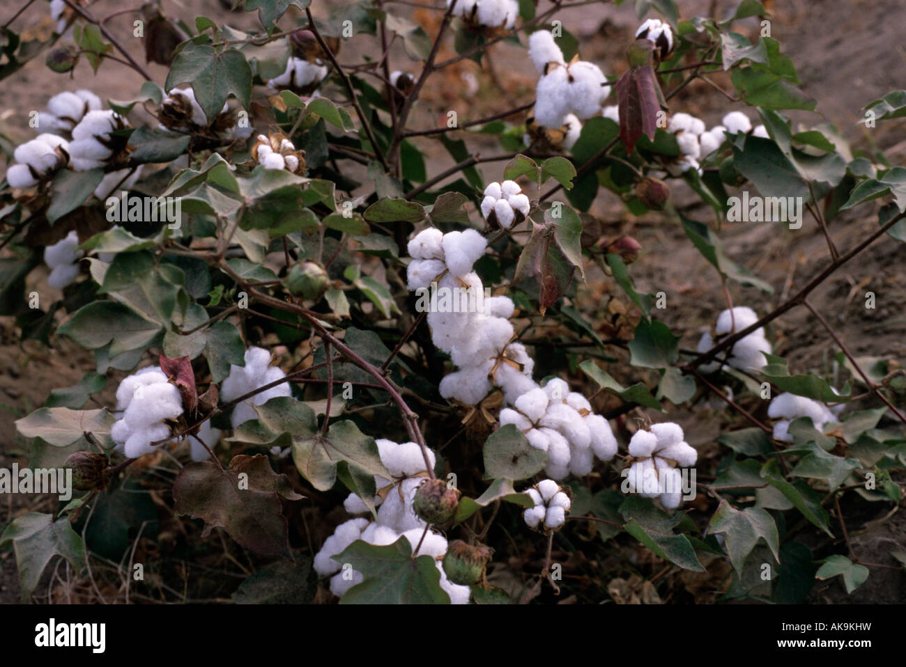 Cotton bush Stock Photo - Alamy