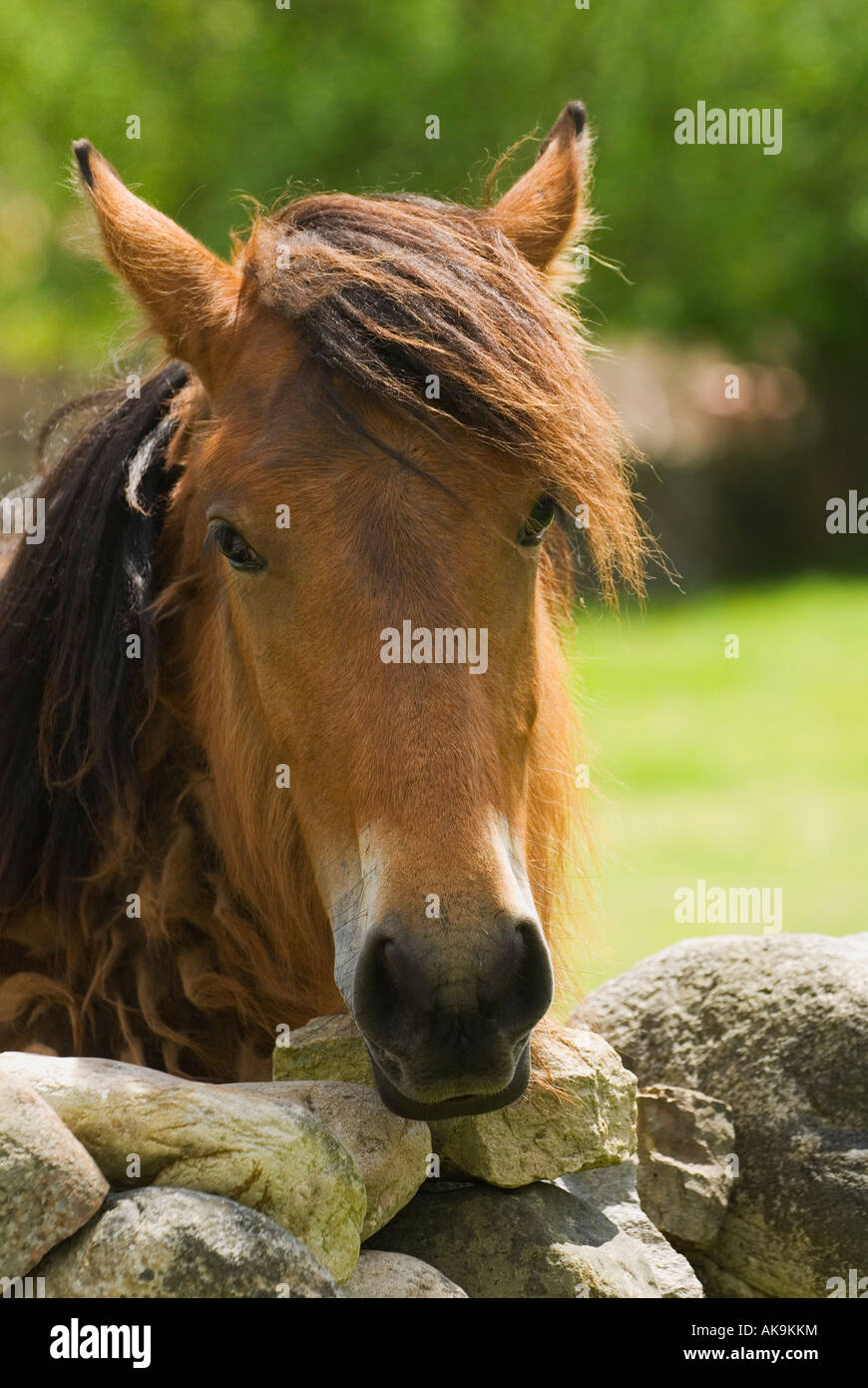 Cantabrian mountain pony hi-res stock photography and images - Alamy