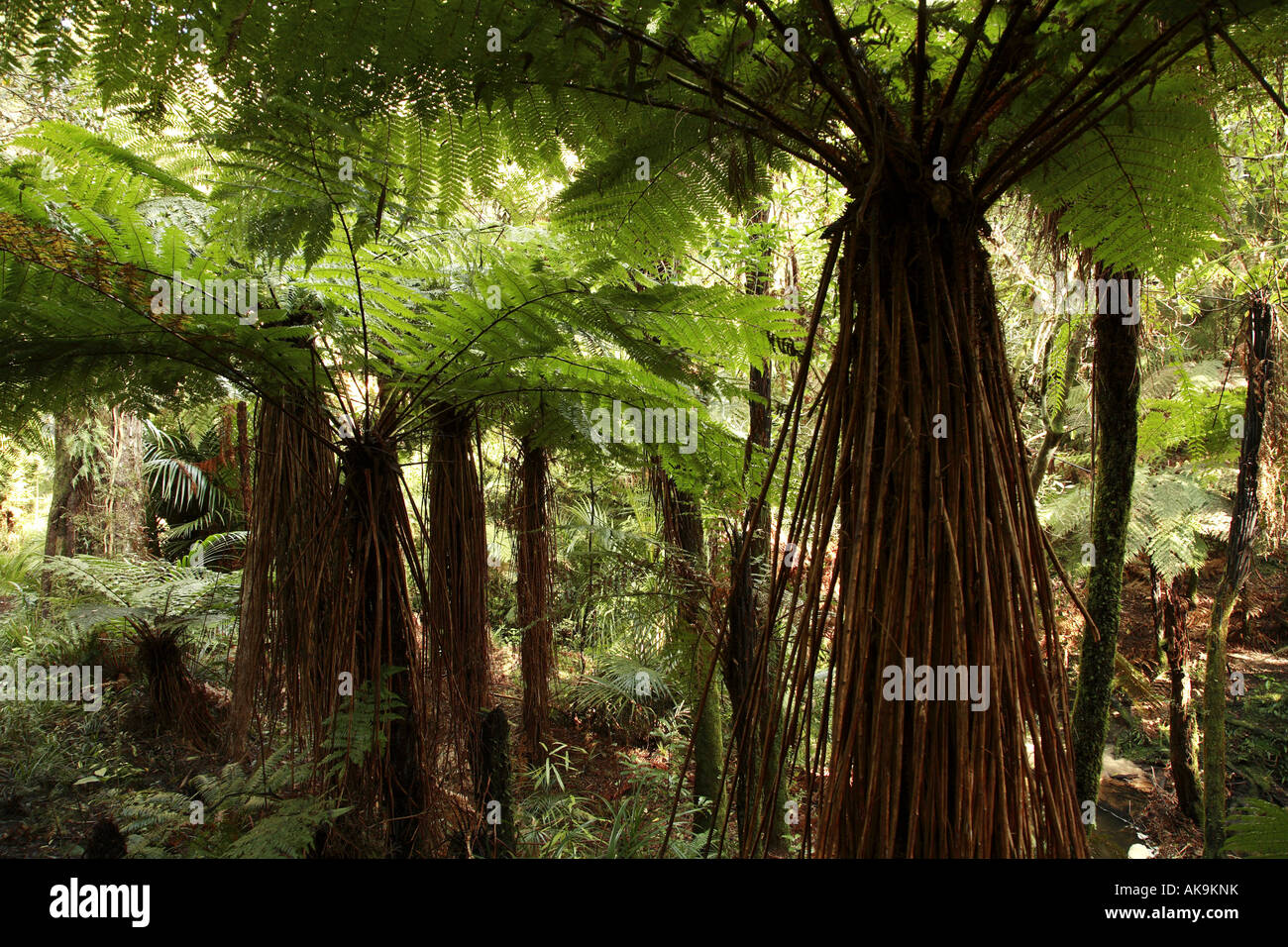 Lush green forest, New Zealand Stock Photo - Alamy