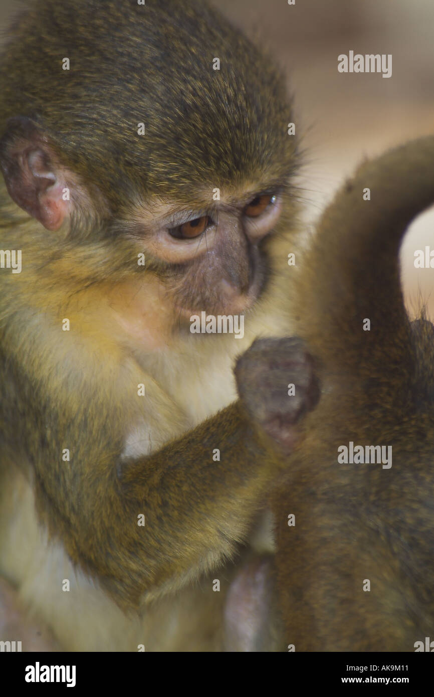 Talapoin Monkey Miopithecus talapoin grooming Africa s smallest monkey ...