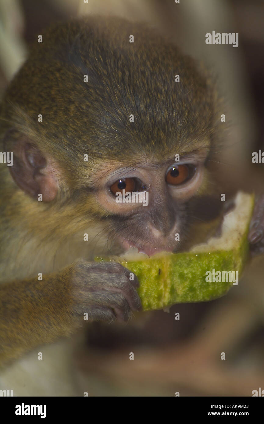 Talapoin Monkey Miopithecus talapoin eating fruit Africa s smallest ...