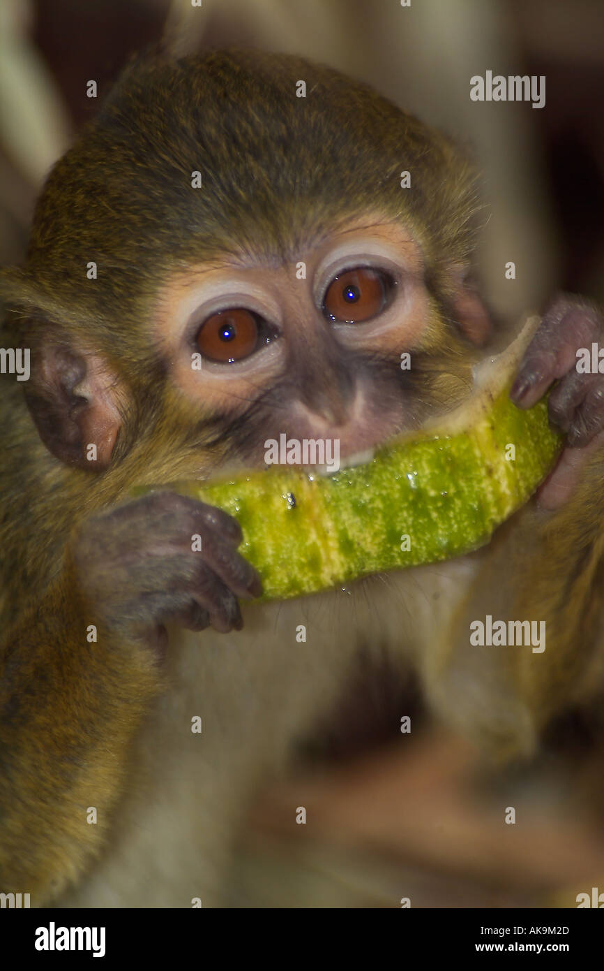 Talapoin Monkey Miopithecus talapoin eating fruit West Africa Africa s ...