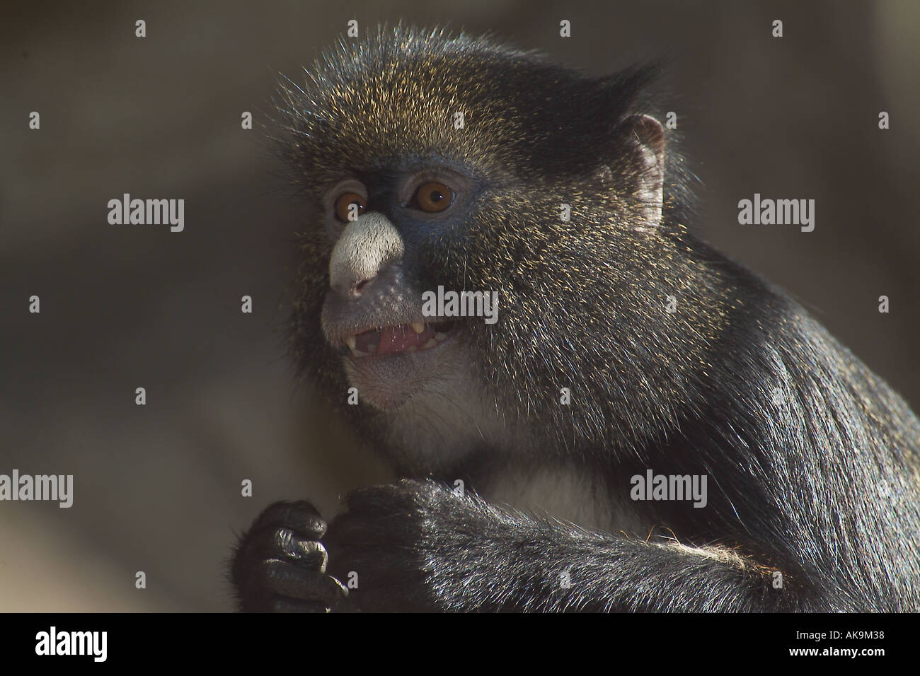 Greater white nosed spot nosed or putty nosed guenon Cercopithecus ...