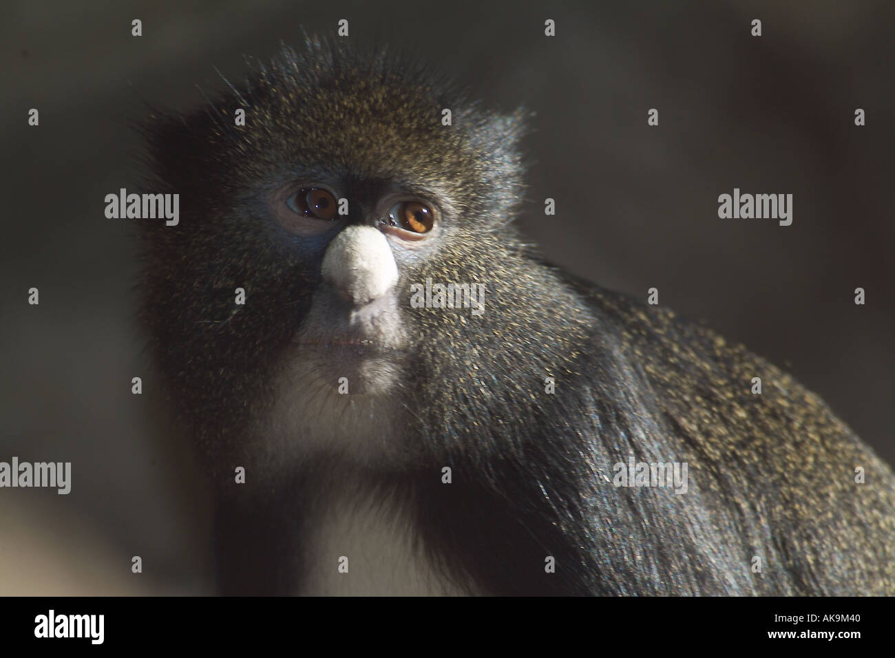 Cercopithecus nictitans hi-res stock photography and images - Alamy