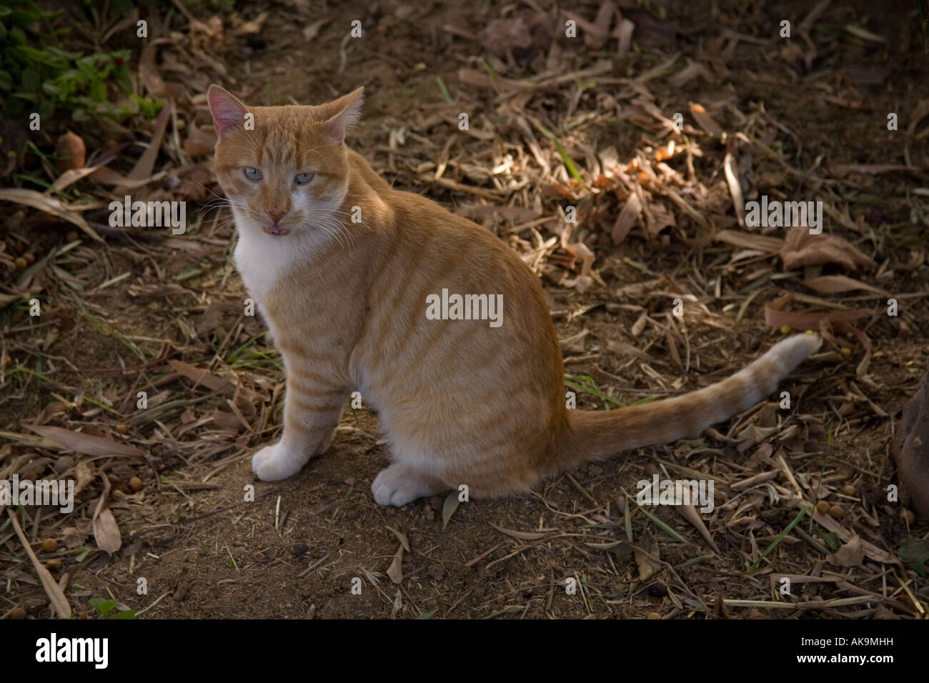 Animal looking at the camera hi-res stock photography and images - Alamy