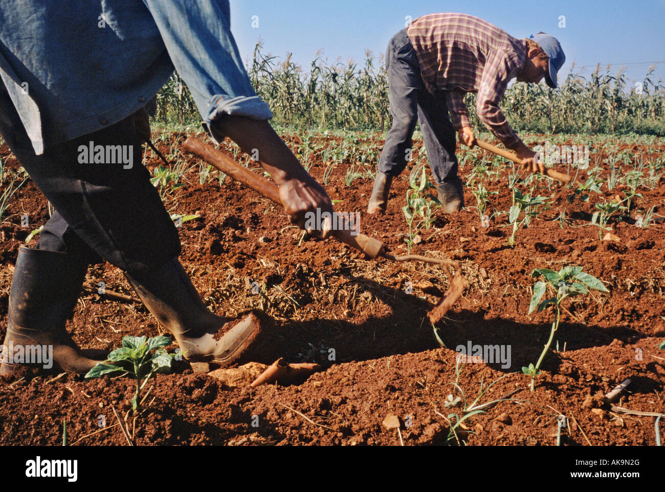 Agricultural workers planting crops in rural La Habana Province Stock ...