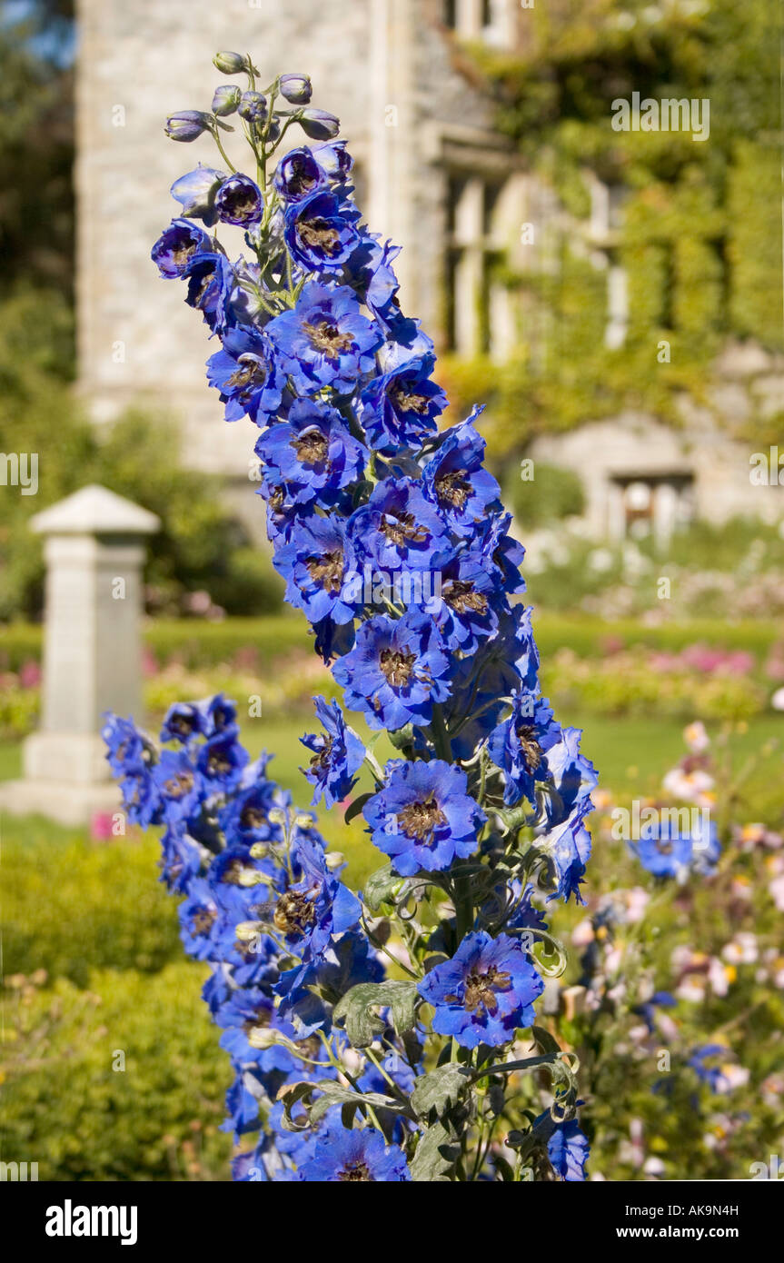 Blue Larkspur blooms in the garden of Hatley Castle, now used by Royal ...