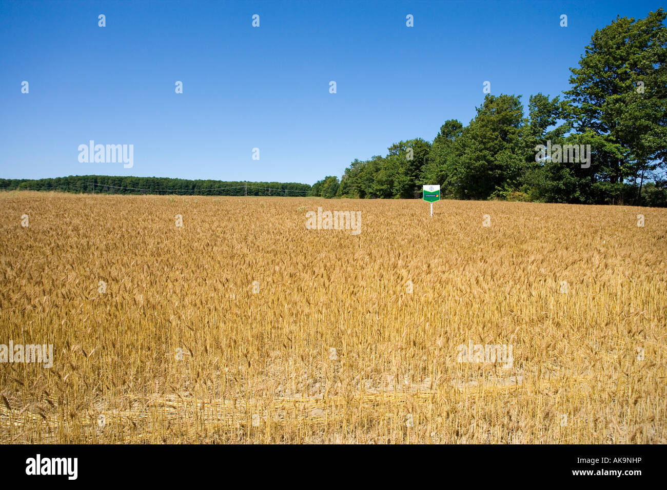 North America Canada Ontario spring wheat Stock Photo - Alamy