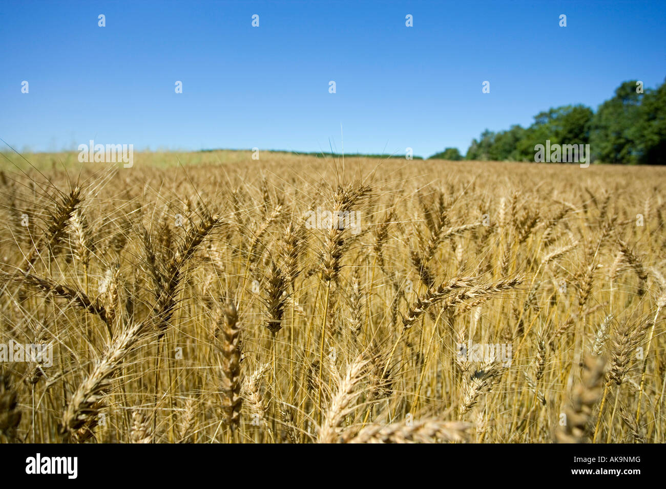 North America Canada Ontario spring wheat Stock Photo - Alamy