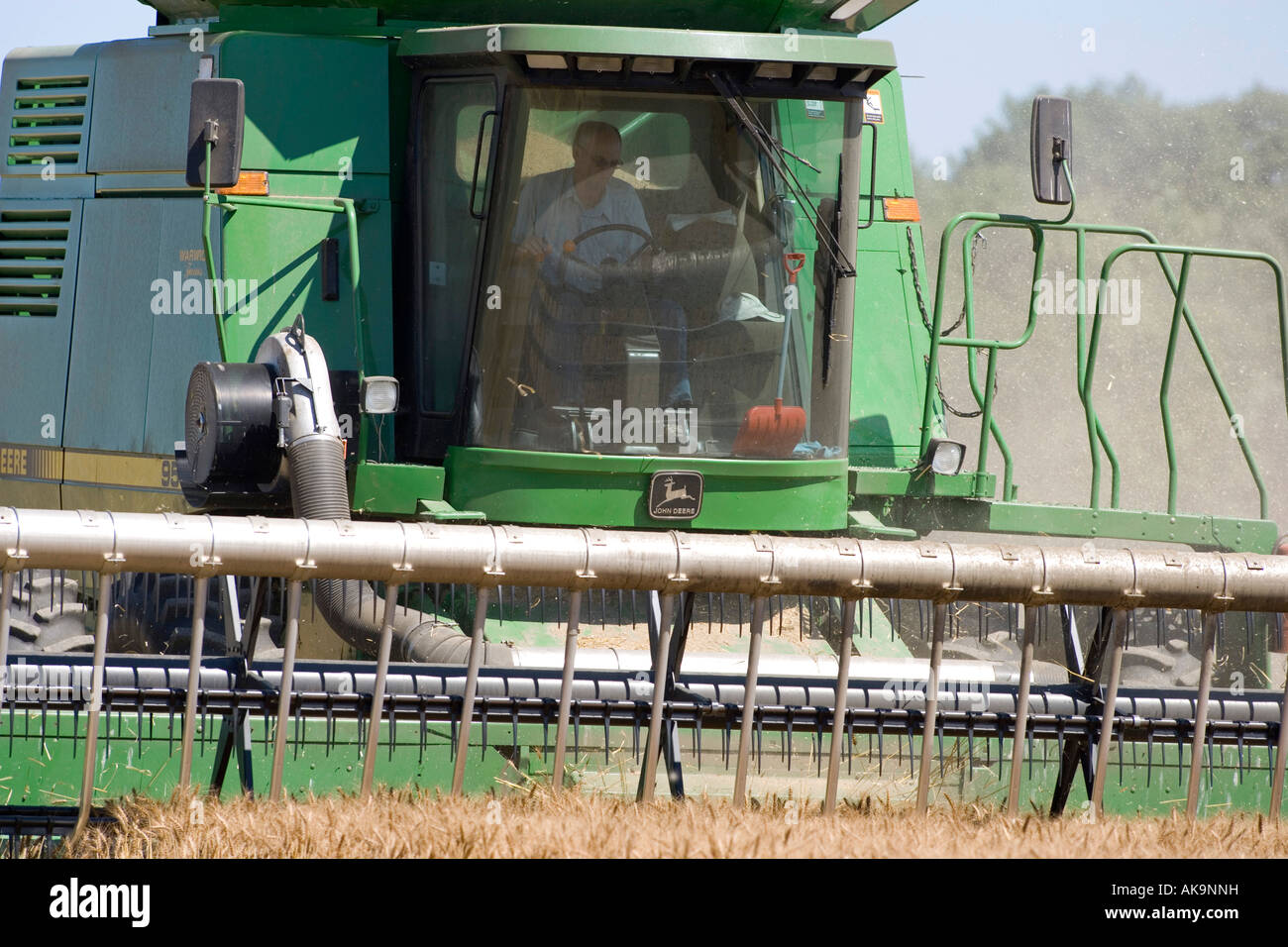 harvesting spring wheat Stock Photo - Alamy