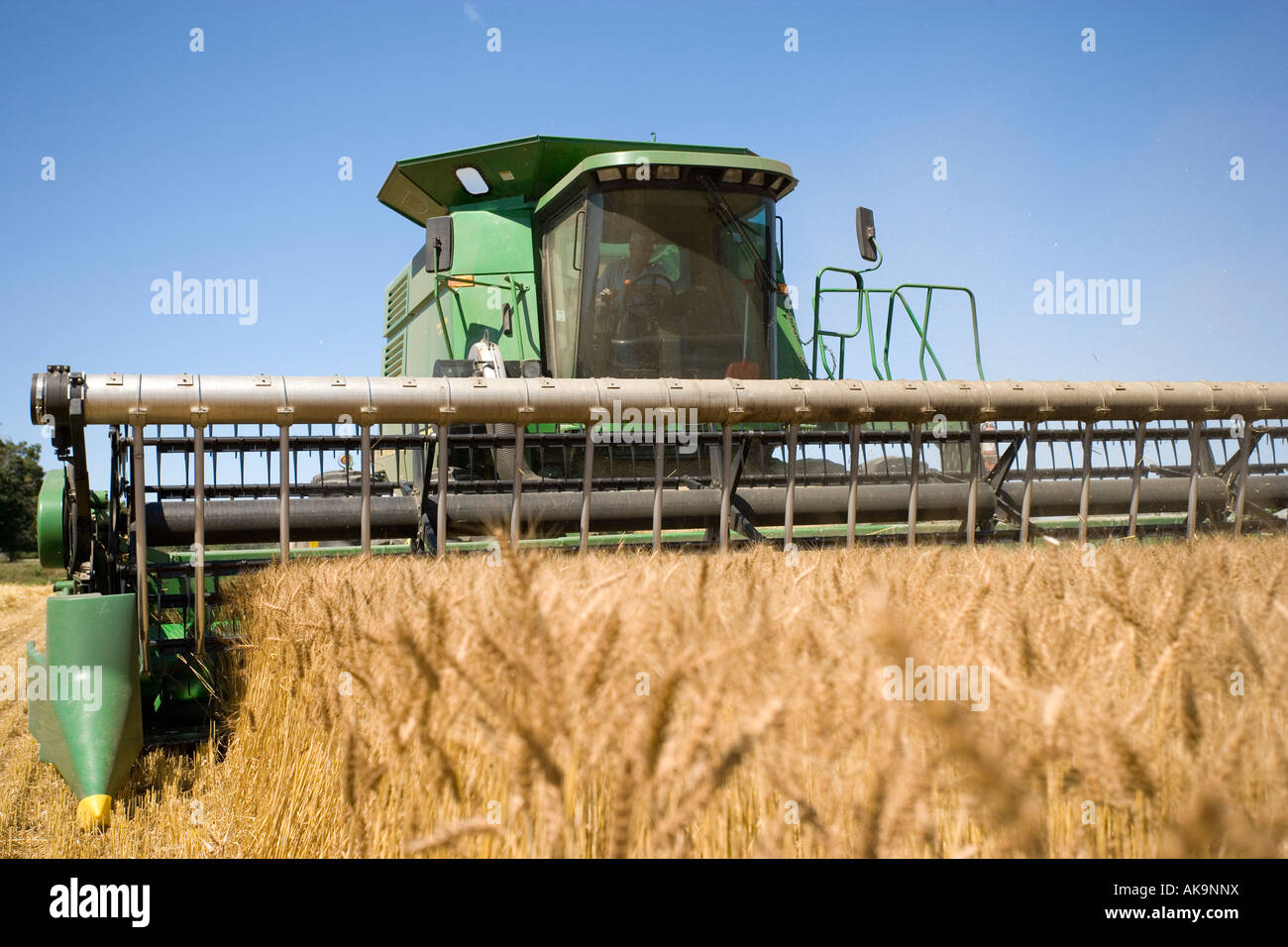 harvesting spring wheat Stock Photo - Alamy