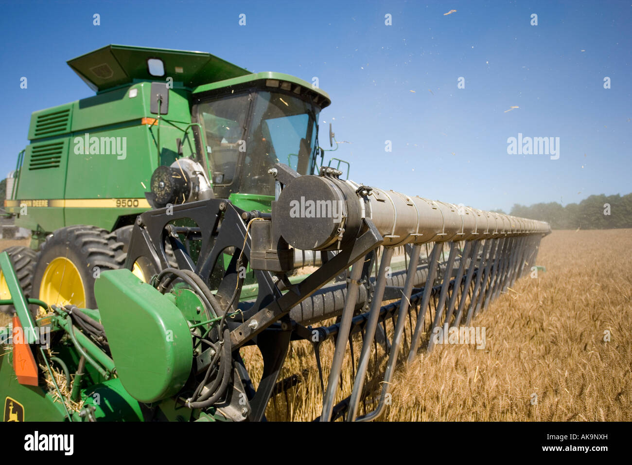 harvesting spring wheat Stock Photo - Alamy