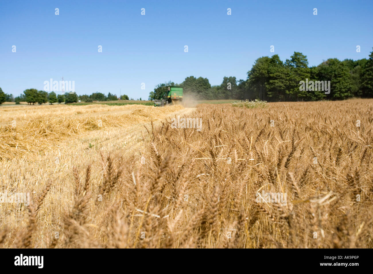 harvesting spring wheat Stock Photo - Alamy