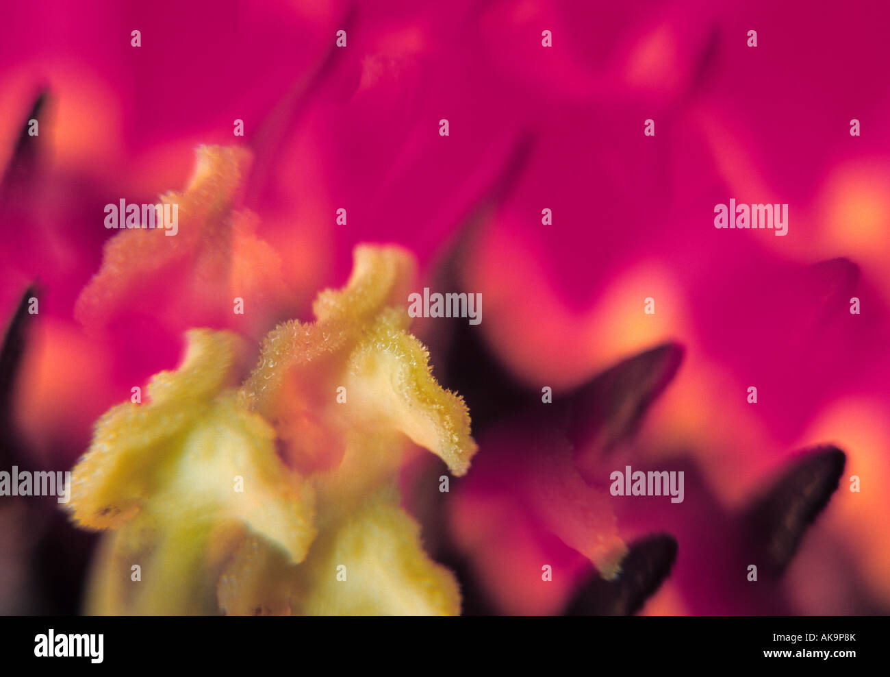 Close-up of tulip center floral botanical close-up micro macro plant ...