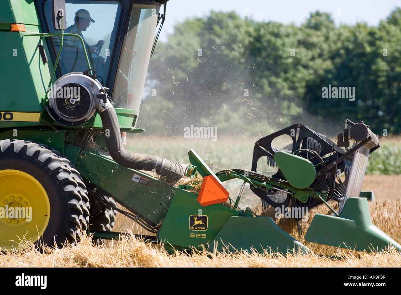 harvesting spring wheat Stock Photo - Alamy