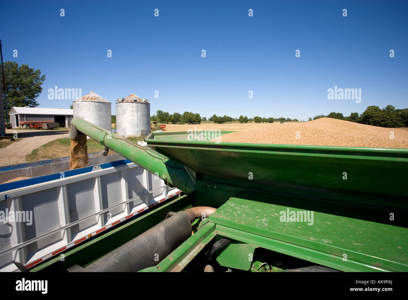 harvested spring wheat Stock Photo - Alamy