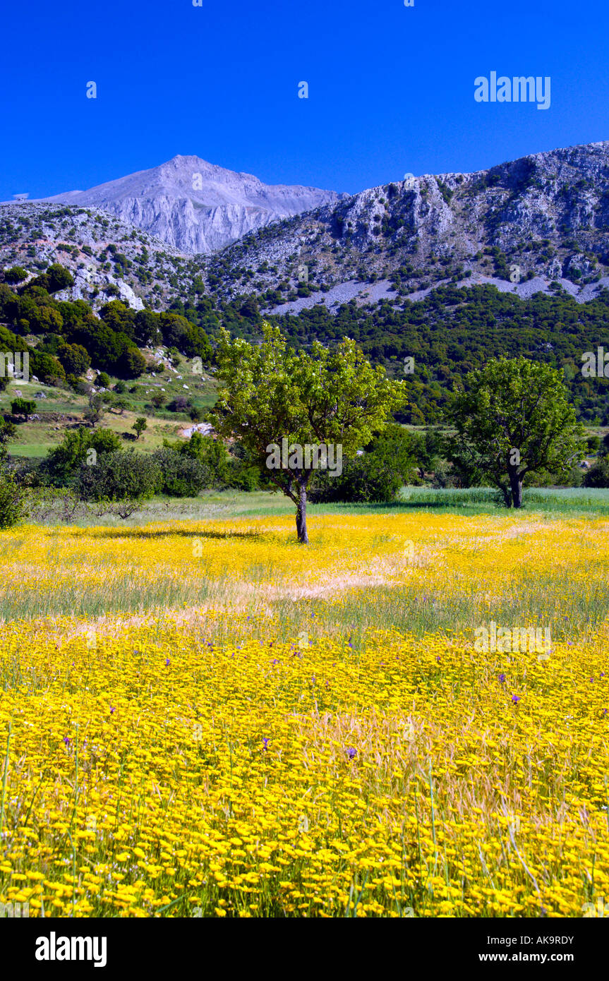 A bright yellow field of flowers on the Lasithi Plateau in eastern ...
