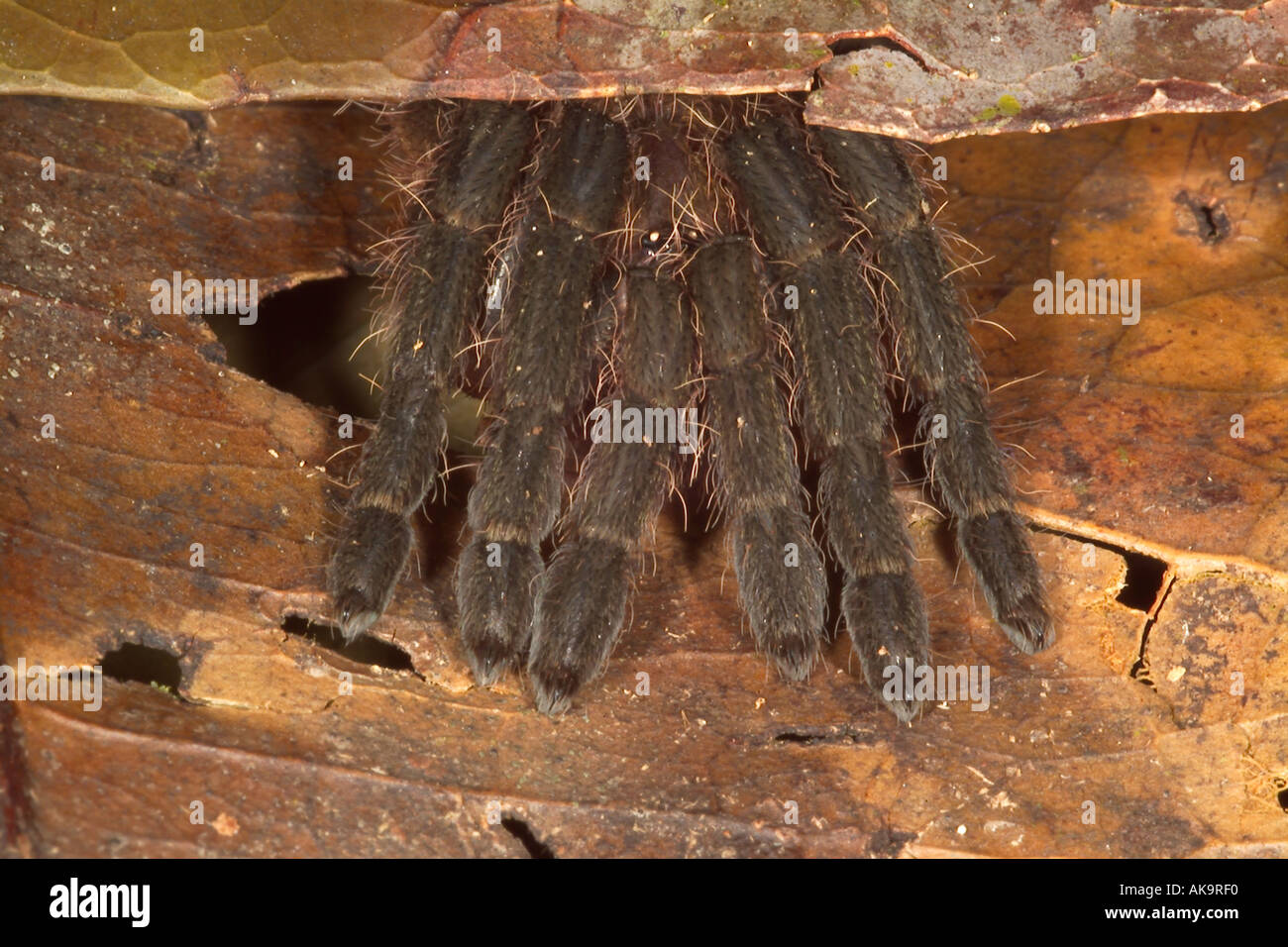 Tarantula hiding hi-res stock photography and images - Alamy