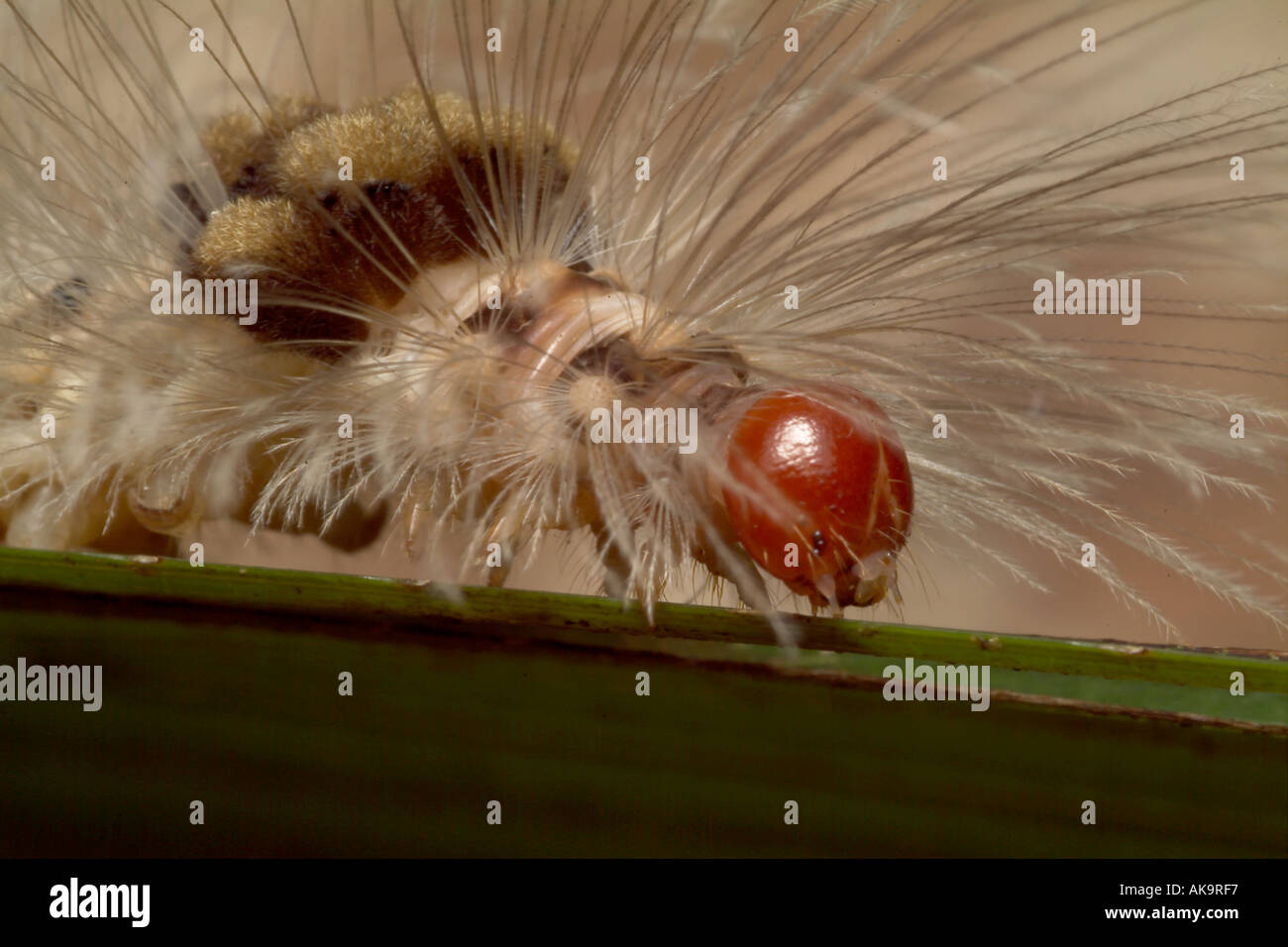 Urticating hairs hi-res stock photography and images - Alamy