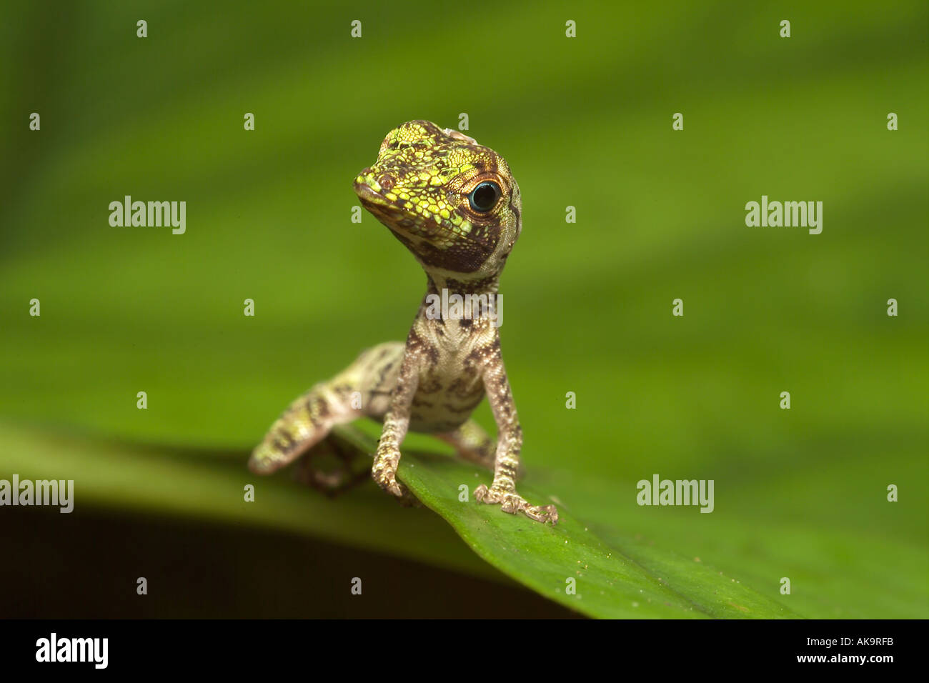 ANOLIS LIZARD Anolis transversalis Stock Photo - Alamy