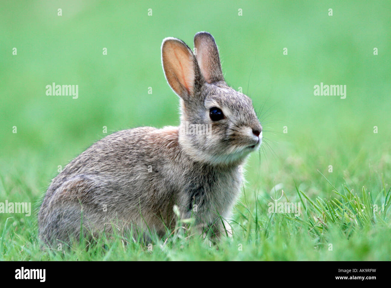 Eastern Cottontail Rabbit Stock Photo - Alamy