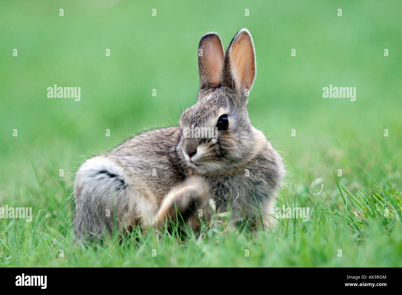 Cottontail hi-res stock photography and images - Alamy