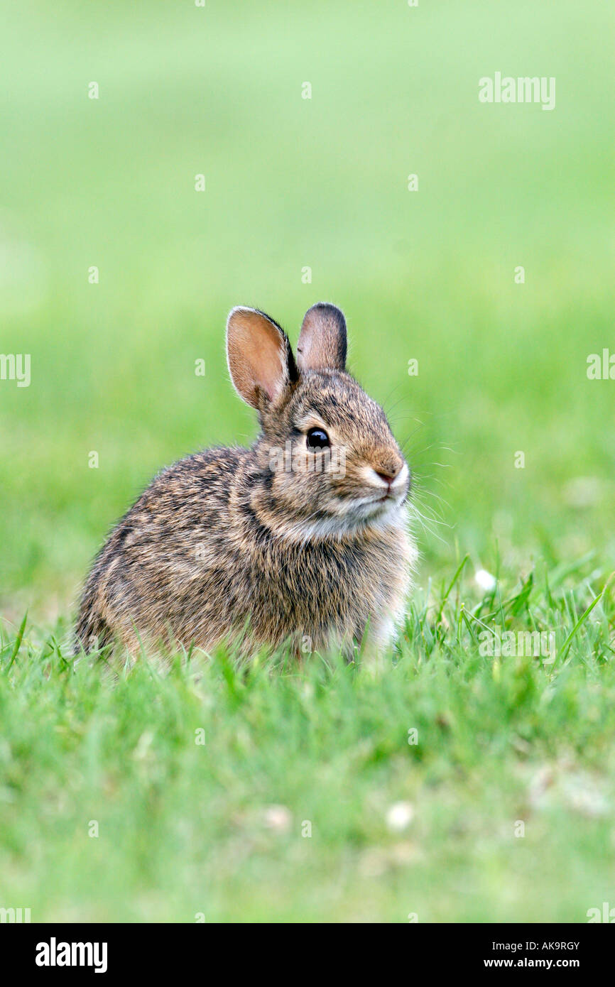 Cottontail rabbit hi-res stock photography and images - Alamy