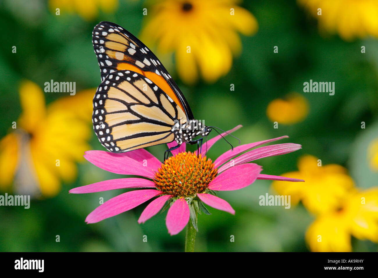 Monarch Butterfly on Purple Coneflower Stock Photo - Alamy