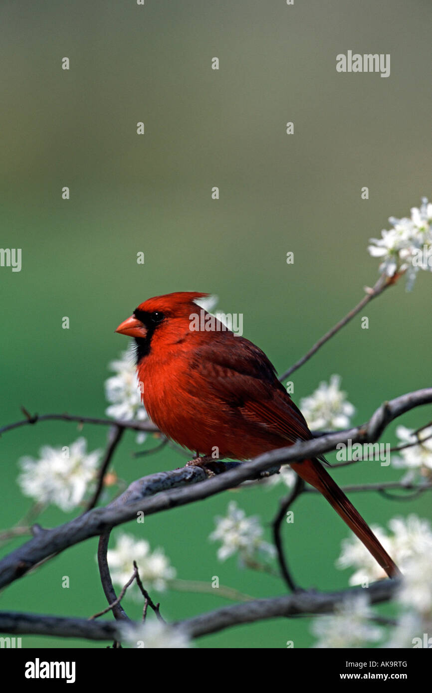 Male Northern Cardinal Vertical Stock Photo - Alamy