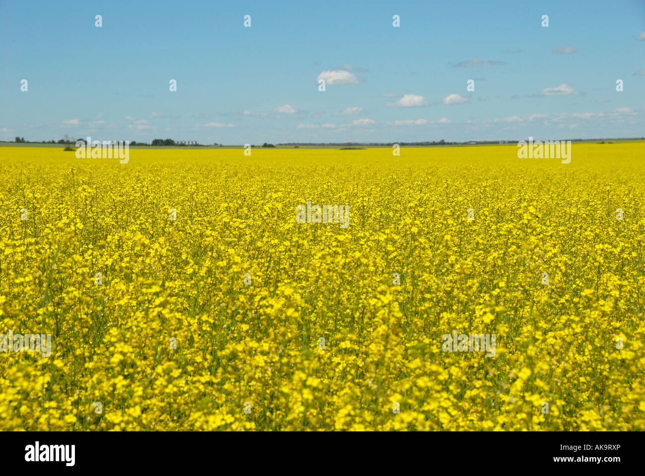 Canadian prairie farm harvesting hi-res stock photography and images ...