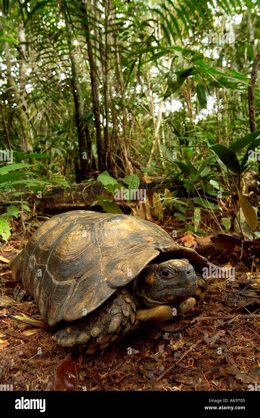 YELLOW FOOTED TORTOISE Geochelone denticulata Amazonian Rainforest ...