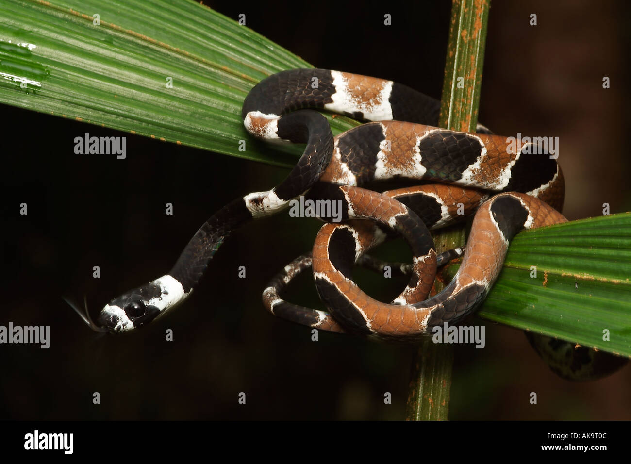 Amazonian Snake Dipsas catesbyi Amazonian Rainforest Lago Preto Yavari ...