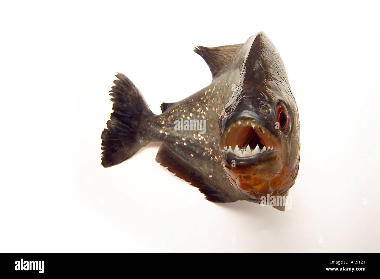 White bellied piranha hi-res stock photography and images - Alamy