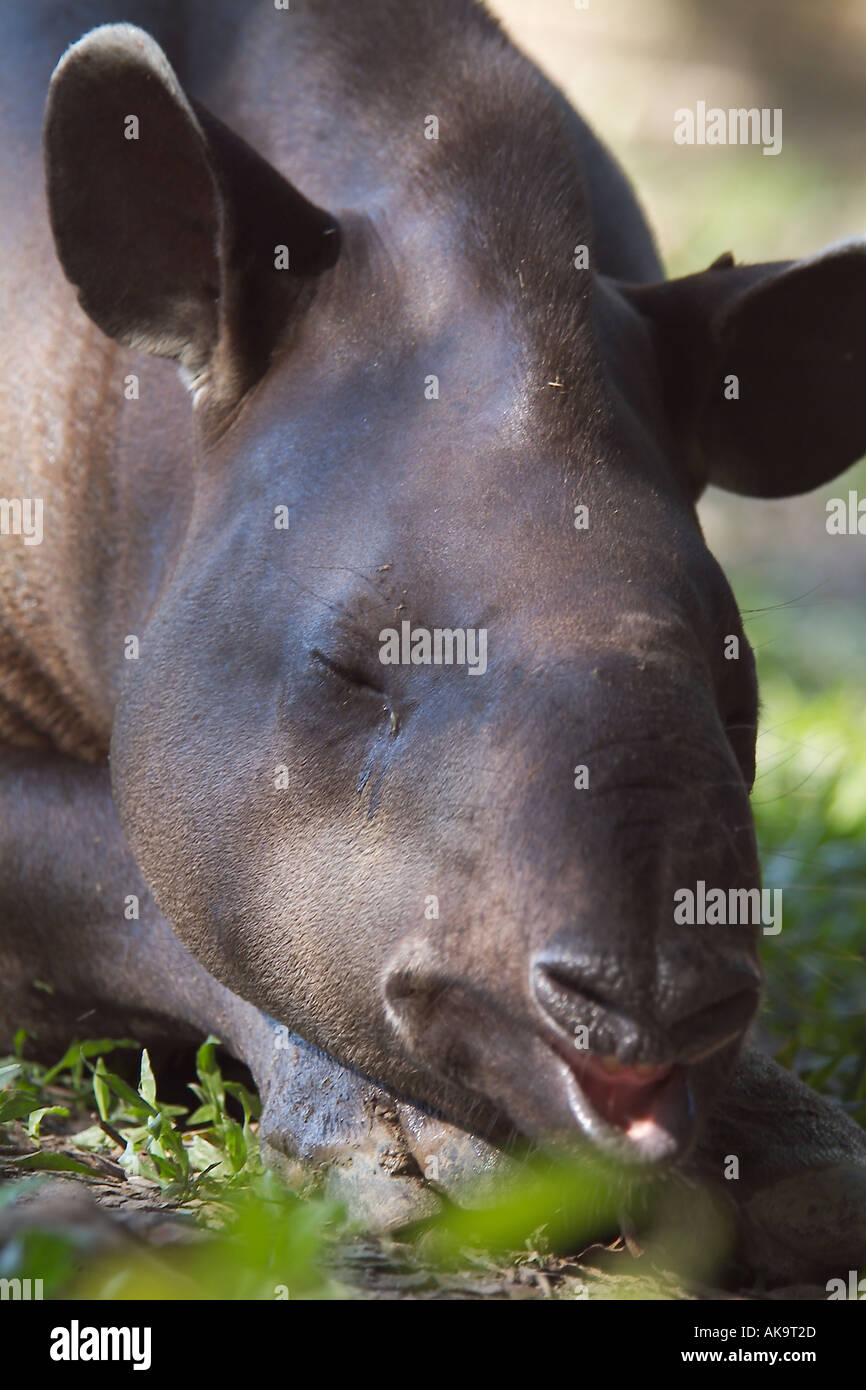 Male tapir hi-res stock photography and images - Alamy