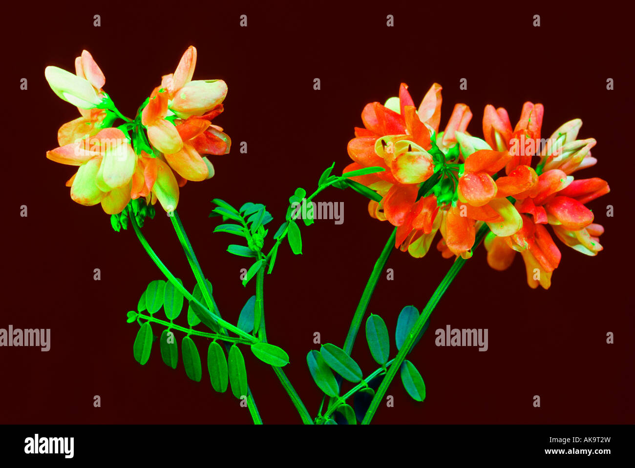 Prairie flowers wild lupine arranged plant flower floral botanic red ...