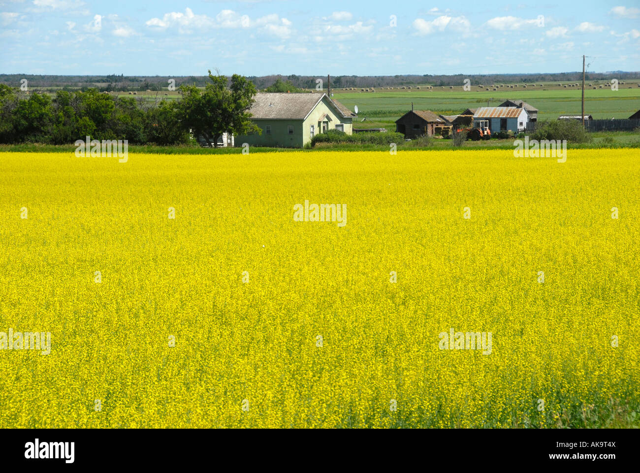 Field of Yelllow Canola Plants Canadian Prairie Saskatchewan Canada ...
