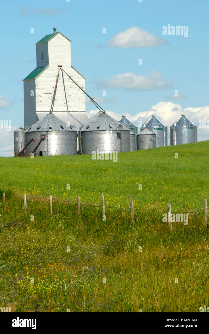 Field of Yelllow Canola Plants and Silos on Canadian Prairie ...