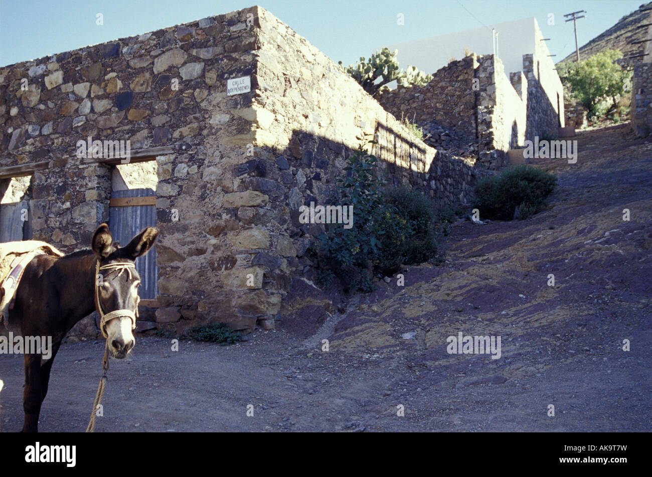 Mexican burro on a street corner, Real de Catorce, Mexico Stock Photo ...