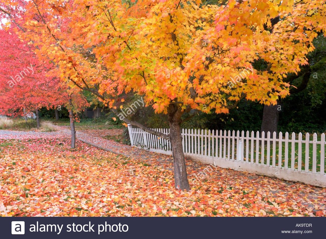 City Street Trees High Resolution Stock Photography and Images - Alamy