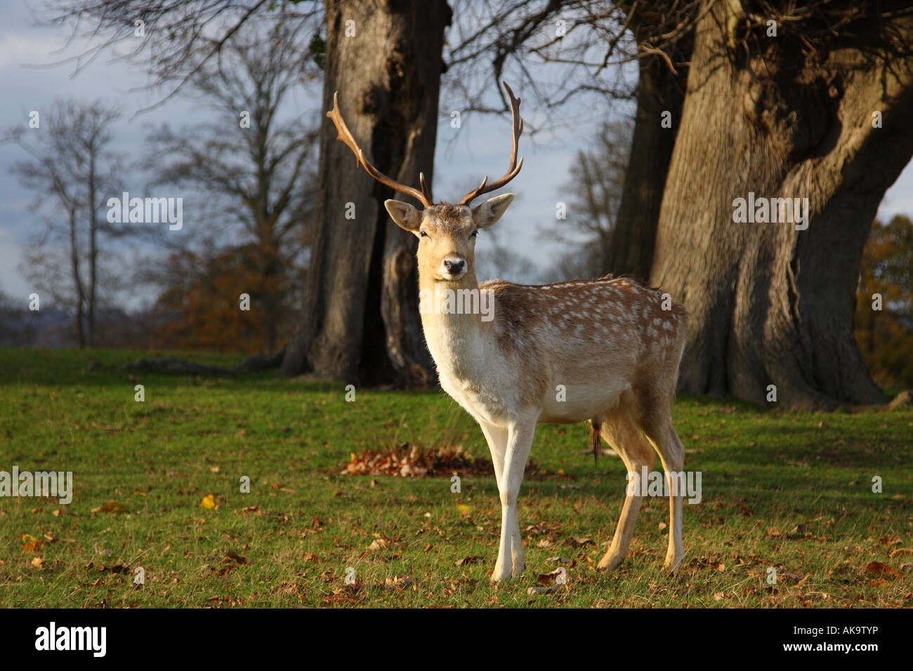 Male fallow deer hi-res stock photography and images - Alamy