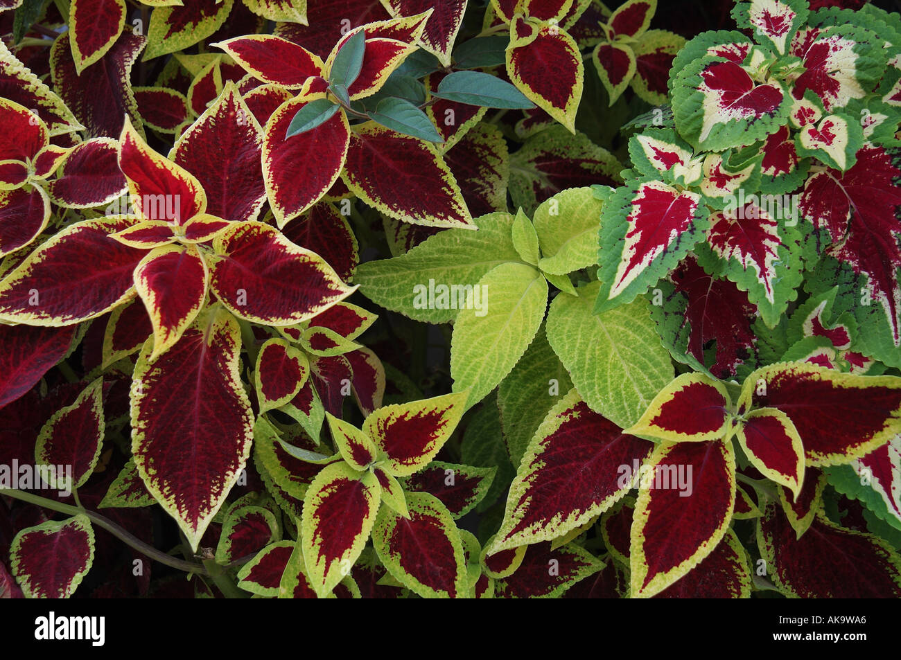 Varigated colors hi-res stock photography and images - Alamy